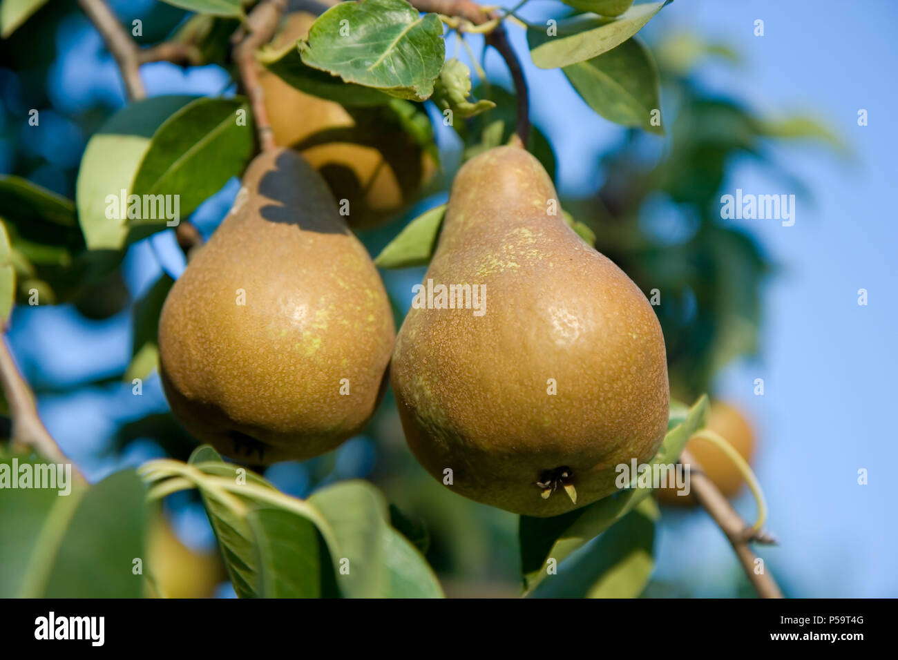 Pears fruit pear home grown hi-res stock photography and images - Alamy