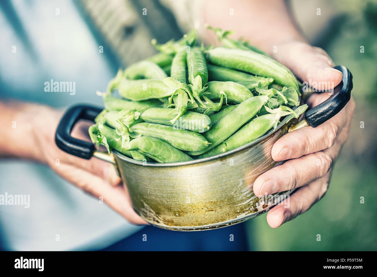 Senior woman hand holding pot full of fresh peas Stock Photo - Alamy