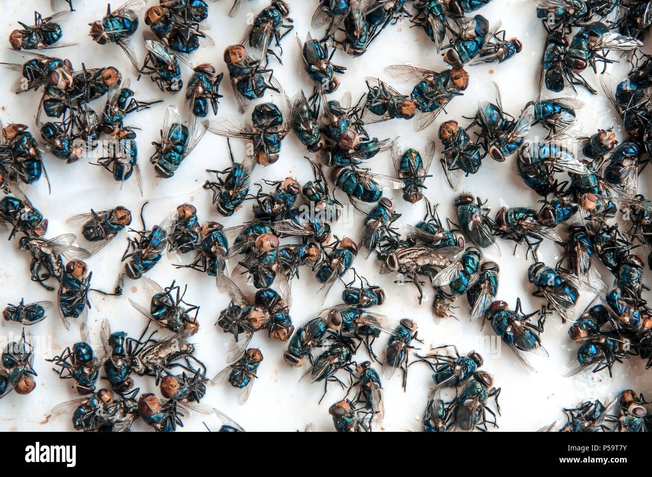 Close up of Many fly on the white background, Dirty insect and dead fly ...