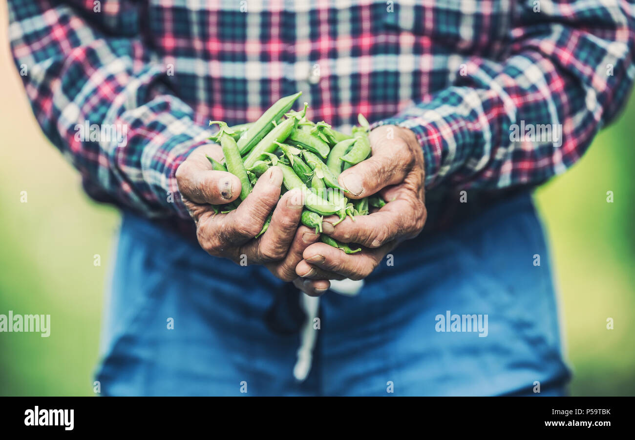 Man holding peas hi-res stock photography and images - Alamy
