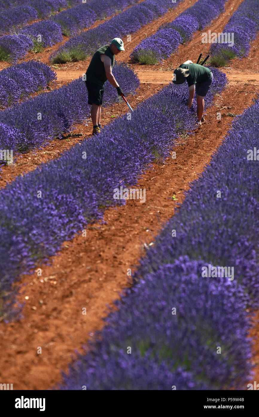 Heacham, Norfolk, UK. 25th June, 2018. Workers at Heacham Lavender ...