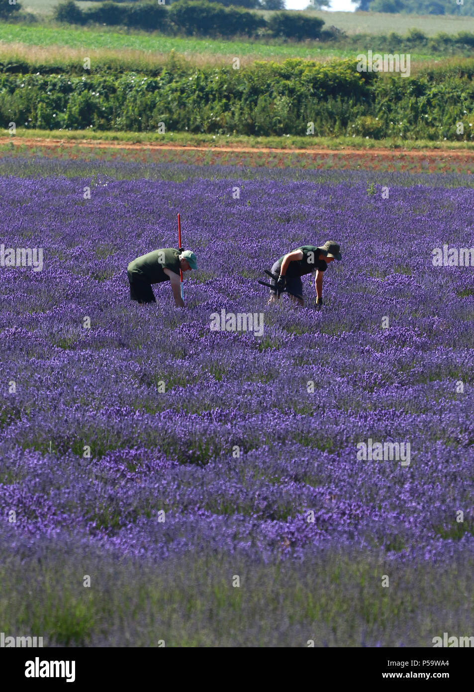 Heacham, Norfolk, UK. 25th June, 2018. Workers at Heacham Lavender ...
