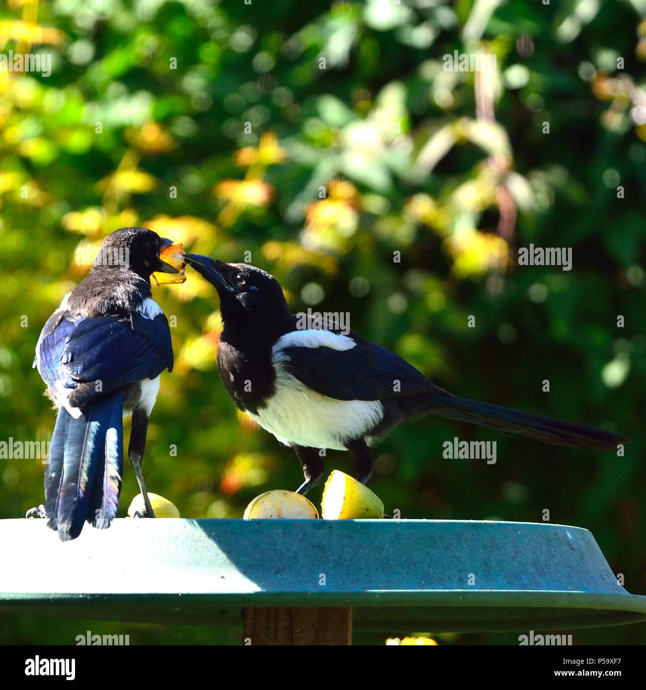 Magpies in the garden hi-res stock photography and images - Alamy