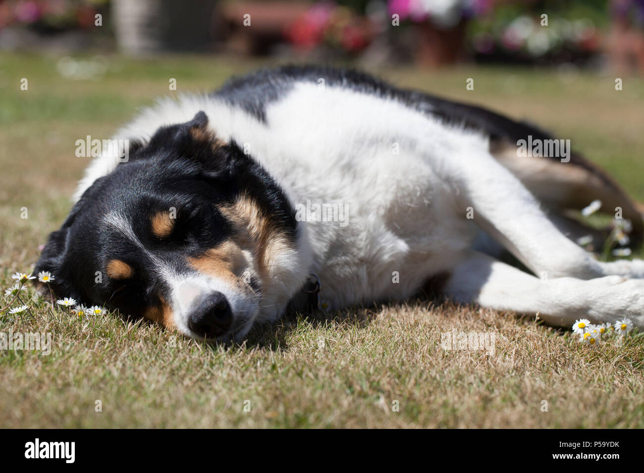 Border collie lying down hi-res stock photography and images - Alamy