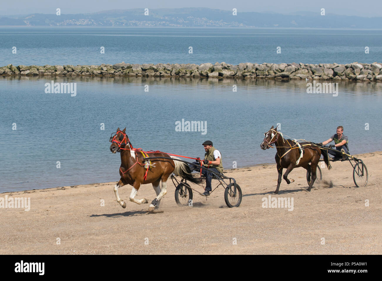 Traditional old romany horse & sulky cart, trotting horses, traveler ...