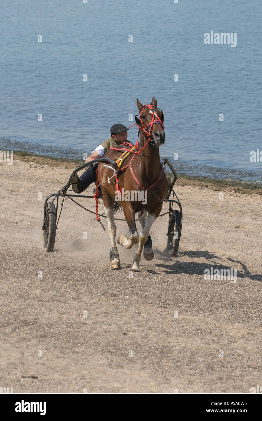 Traditional old romany horse & sulky cart, trotting horses, traveler ...