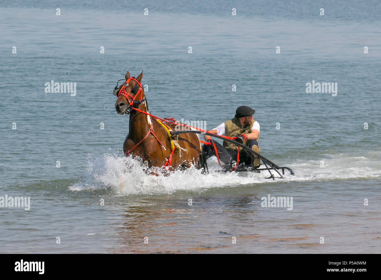 Traditional old romany horse & sulky cart, trotting horses, traveler ...