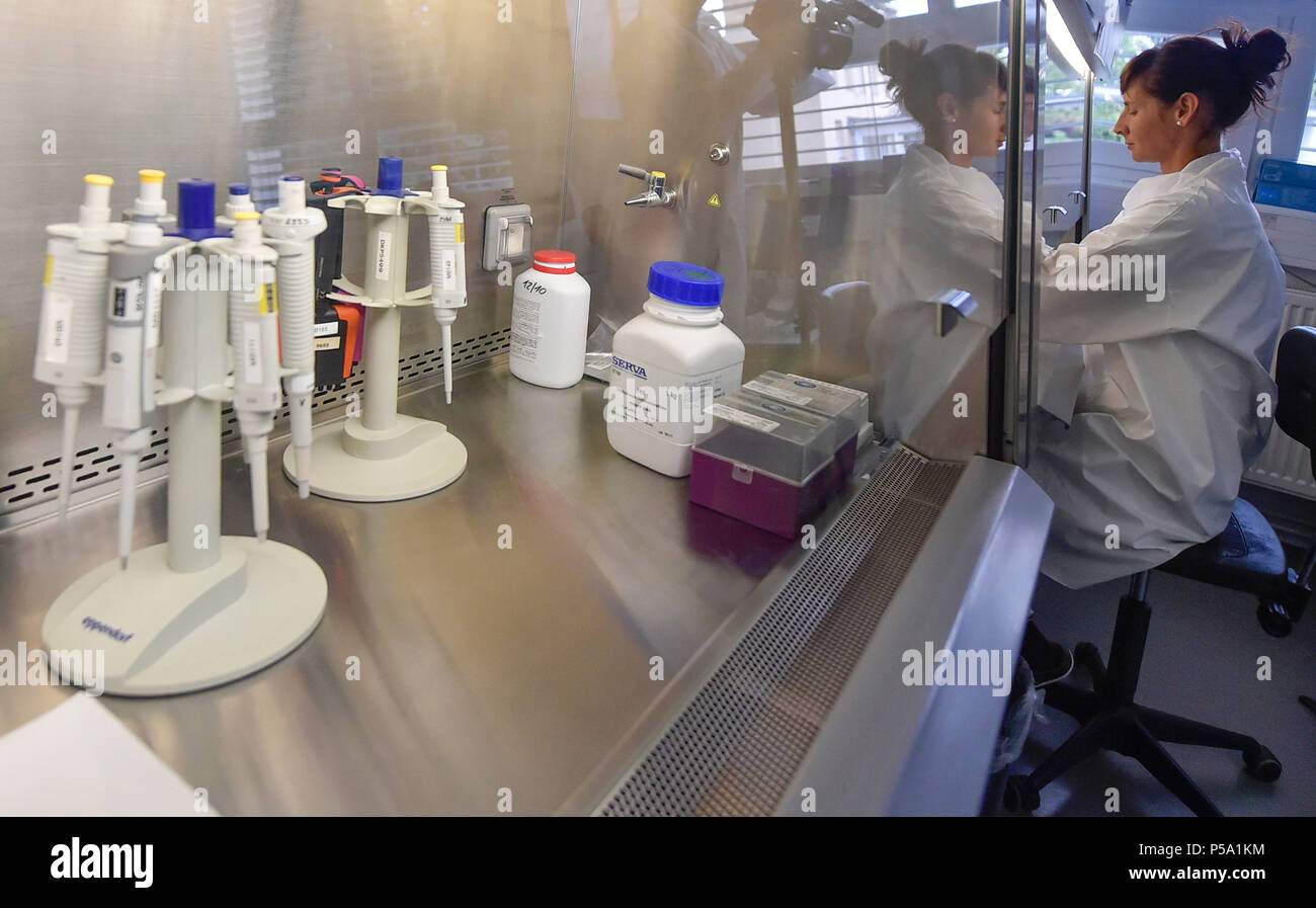 Asf pigs hi-res stock photography and images - Alamy