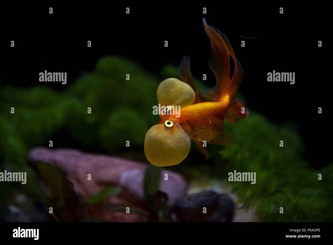 Southern District, Hong Kong. 15th June, 2018. A red Bubble eye fish at ...