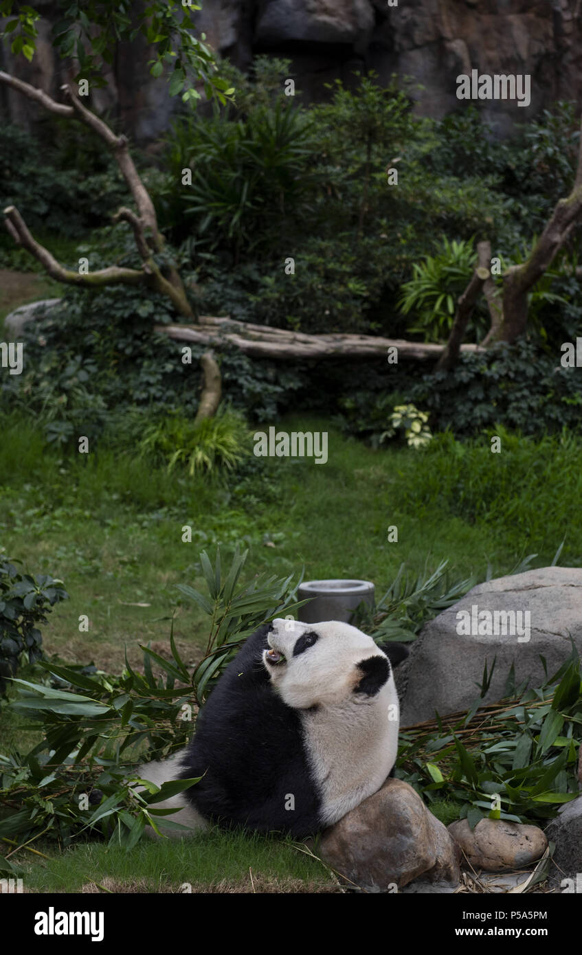 Southern District, Hong Kong. 15th June, 2018. A giant Panda eats ...
