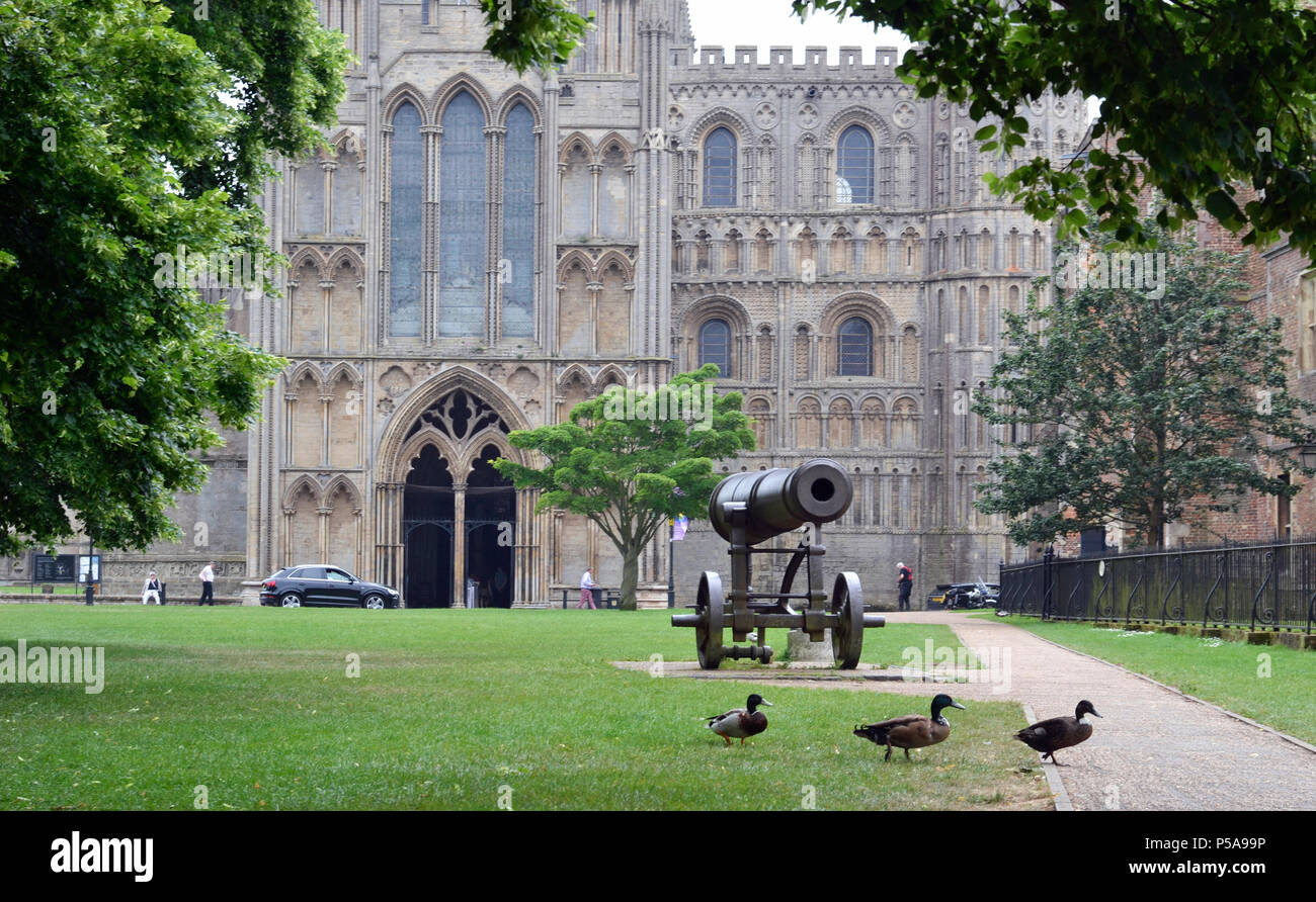 Ducks outside Ely Cathedral Stock Photo - Alamy