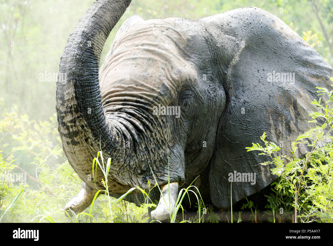 An African elephant raising its trunk Stock Photo - Alamy