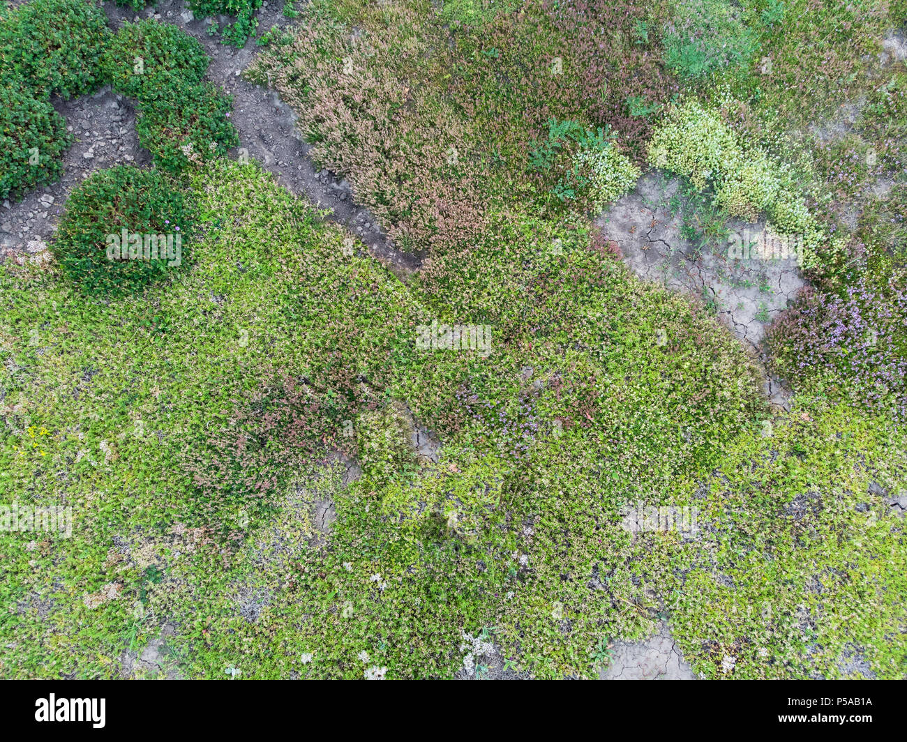 Natural vegetative texture, grass and plants - top view Stock Photo - Alamy