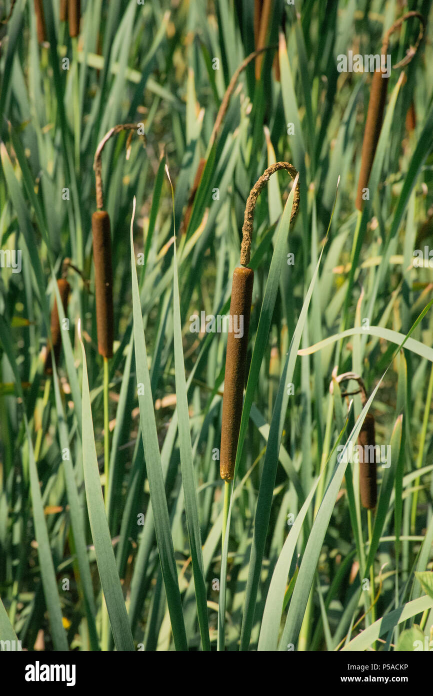 Cattail grass hi-res stock photography and images - Alamy