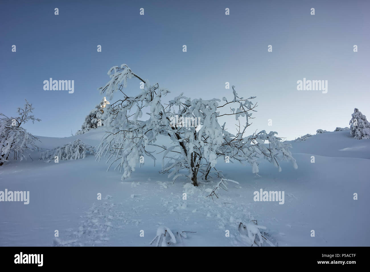 Beautiful winter tree hi-res stock photography and images - Alamy