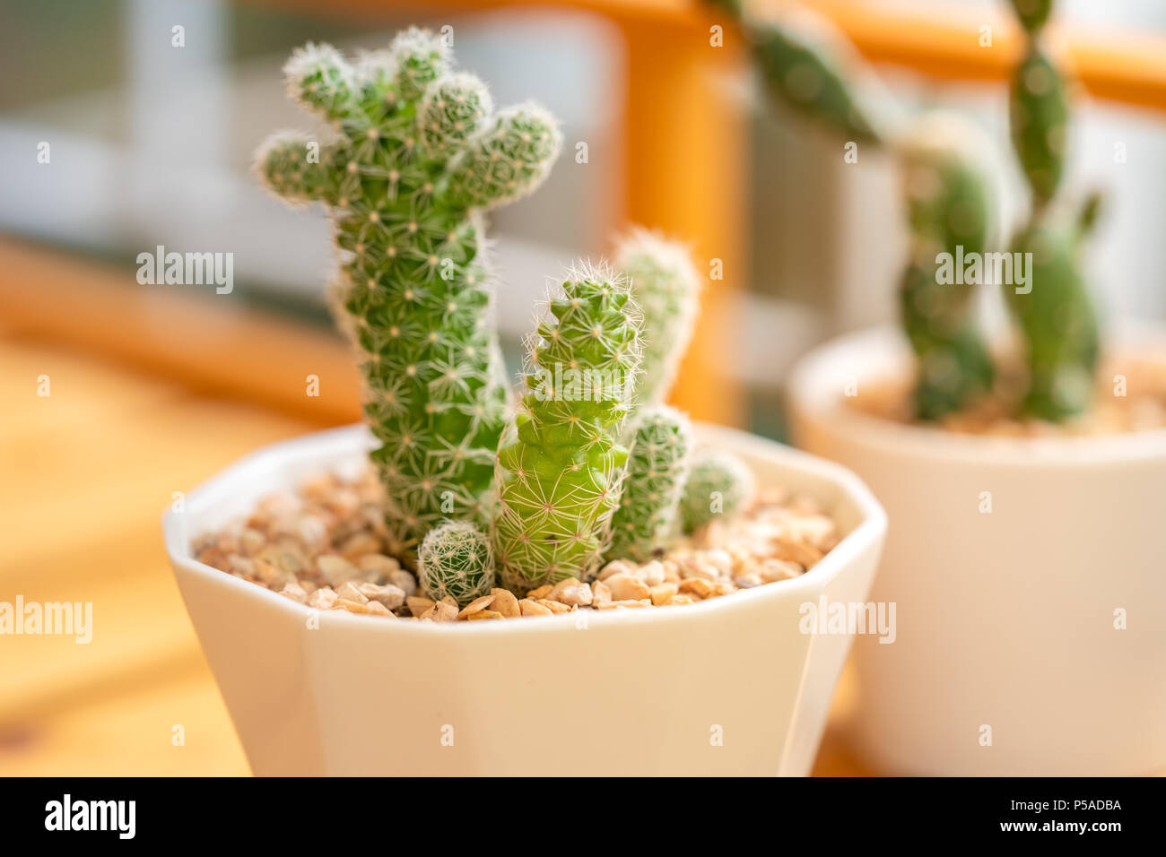Close up cactus in pots on wooden background. Vintage color tone and ...