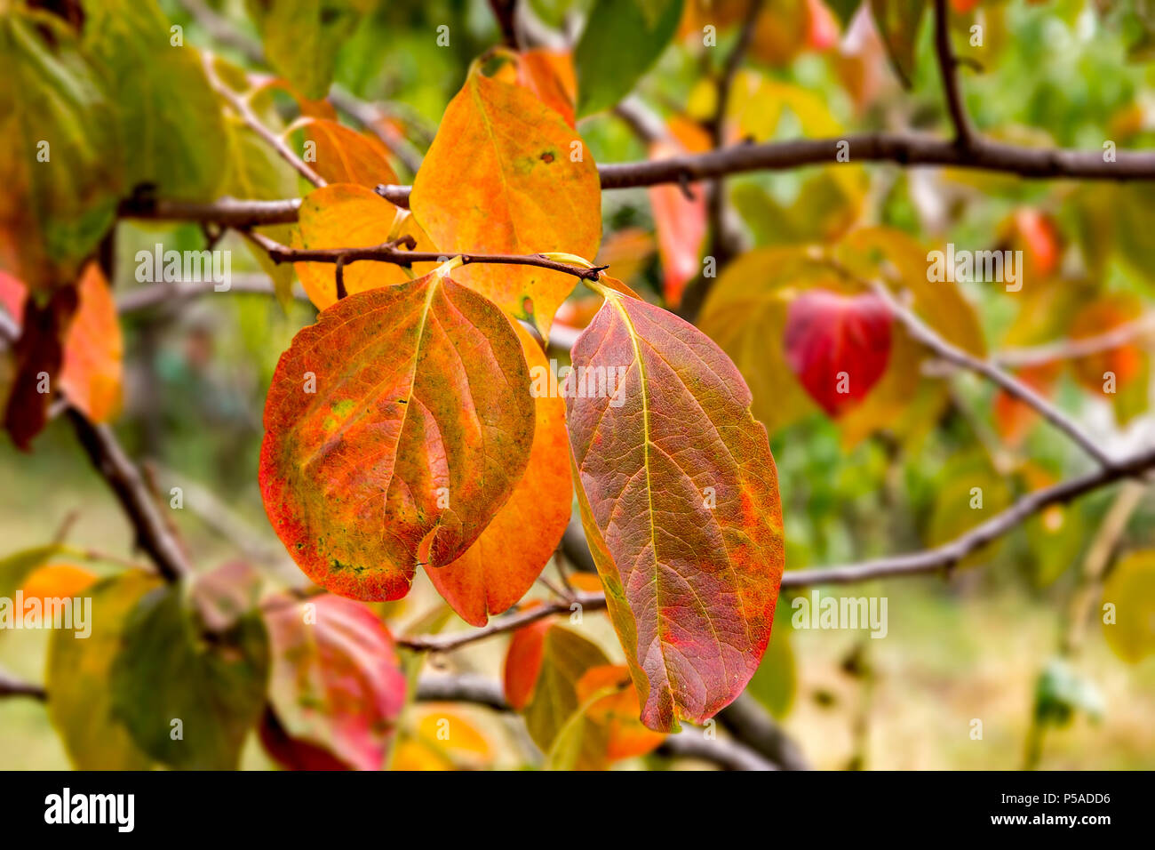 persimmon tree with beautiful colorful leaves in fall. Close Stock ...