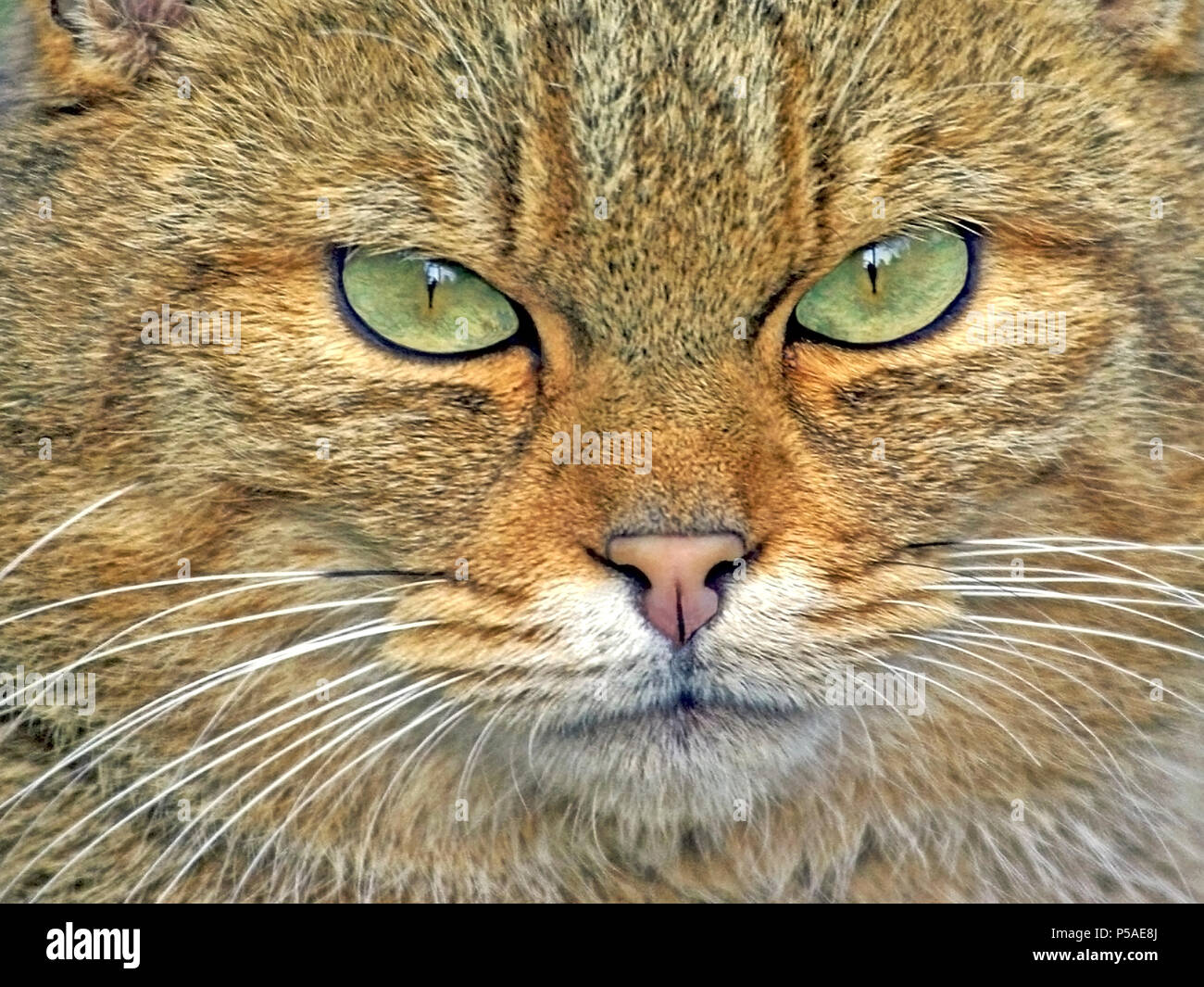 Tabby wildcat hi-res stock photography and images - Alamy