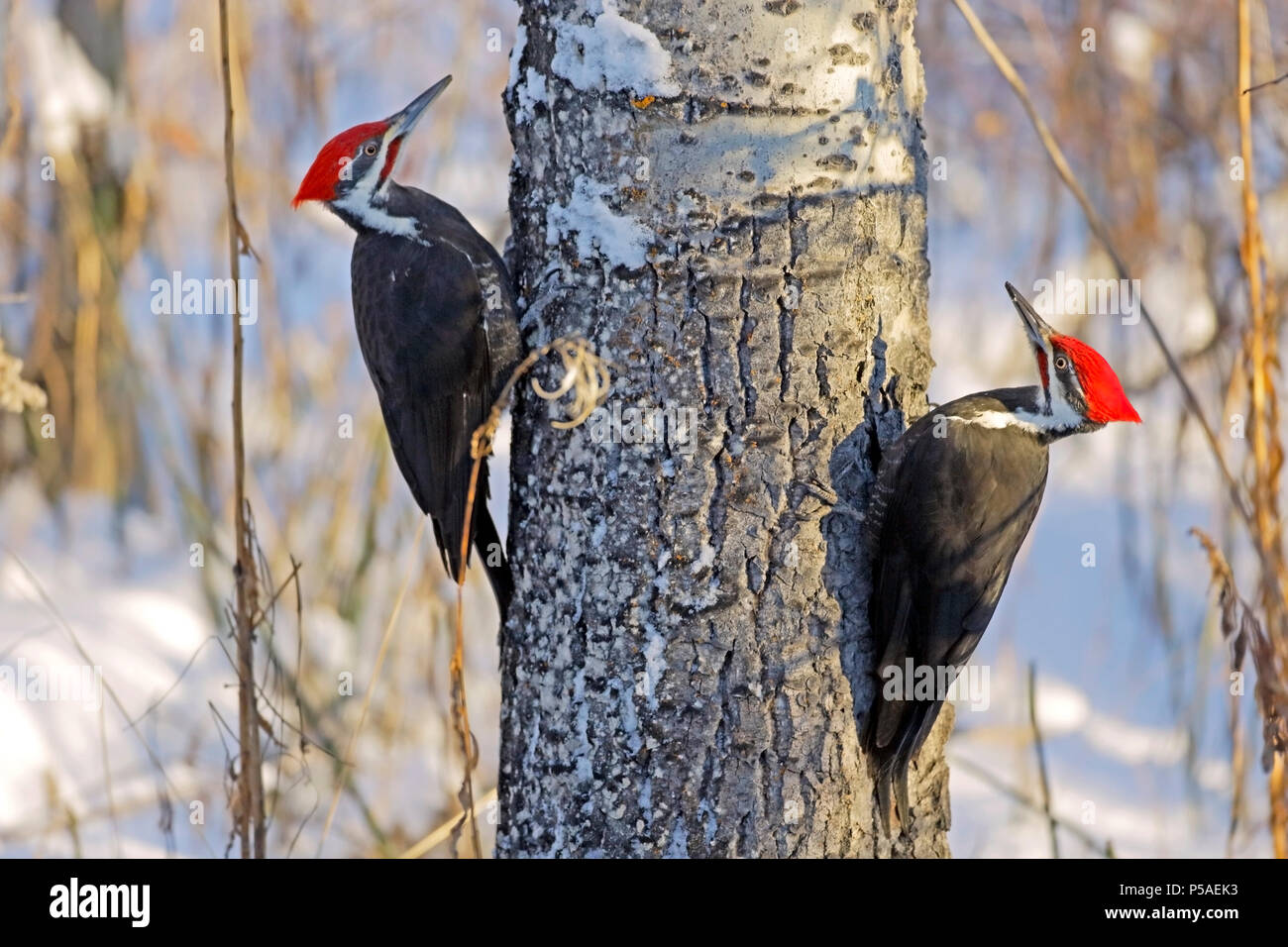 Pileated woodpeckers hi-res stock photography and images - Alamy