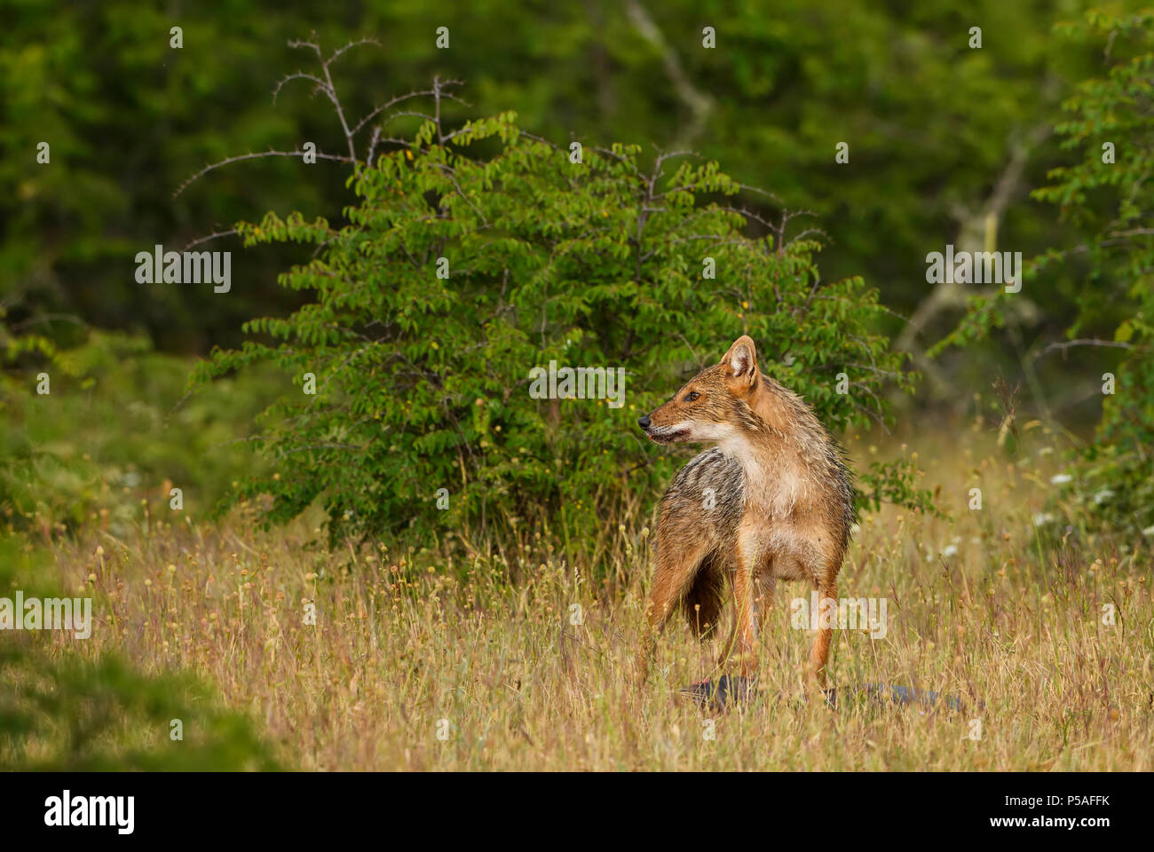 Golden Jackal - Canis aureus, wild carnivore mammals from Old World ...