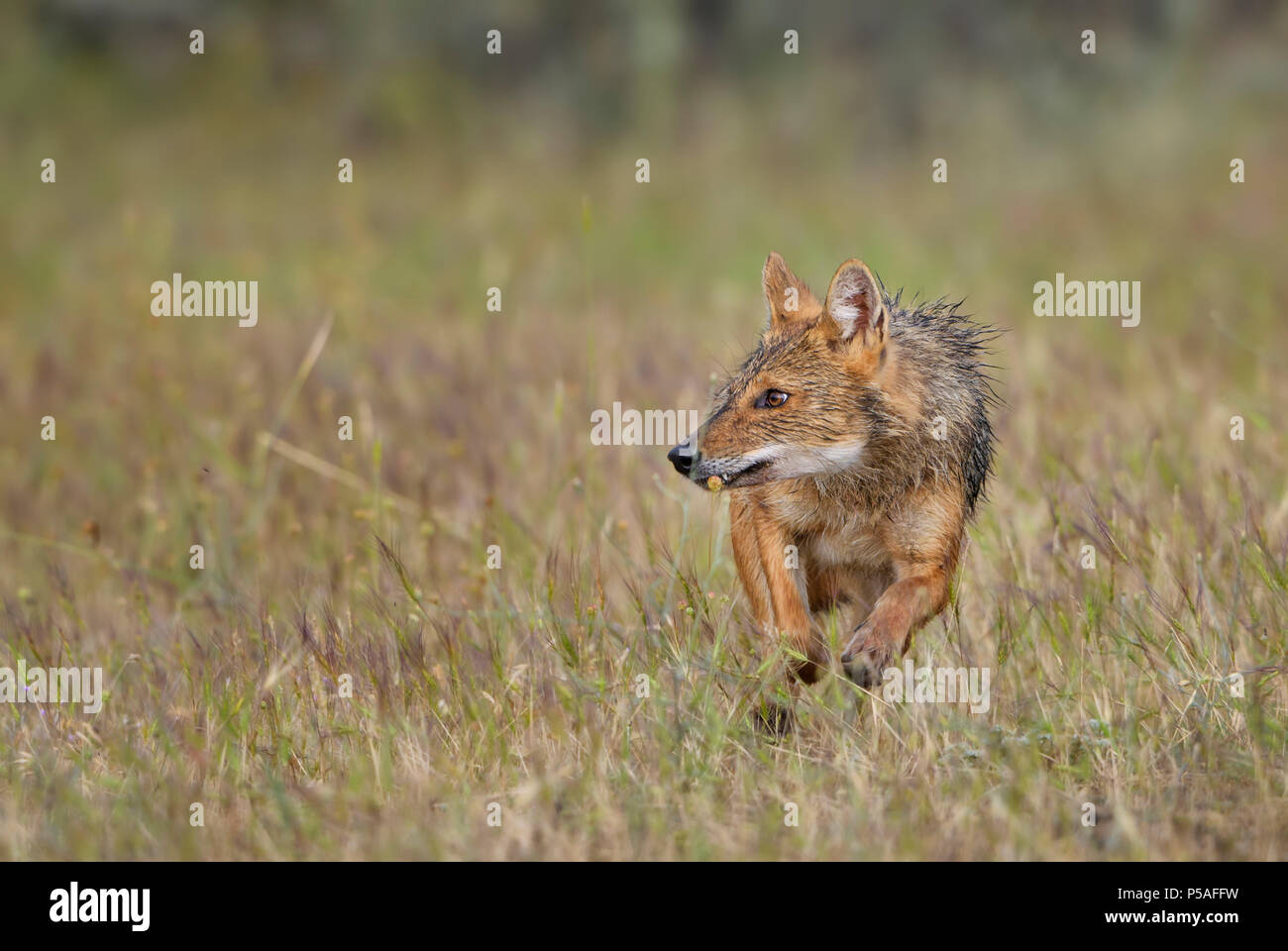 Golden Jackal - Canis aureus, wild carnivore mammals from Old World ...