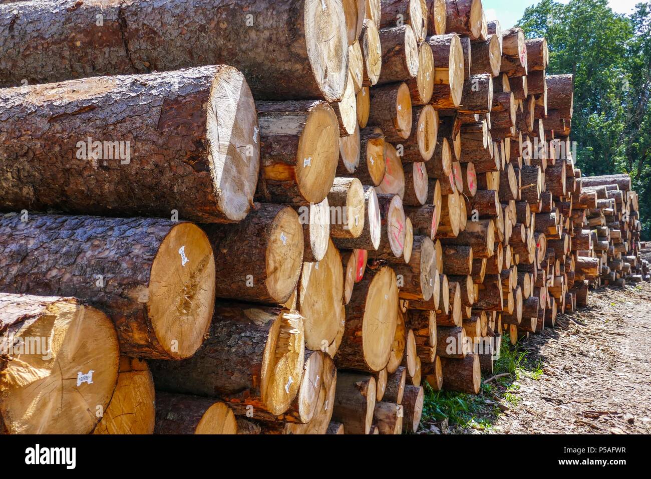 Cut sawn logs piled up in wood yard at Chur, Switzerland Stock Photo ...