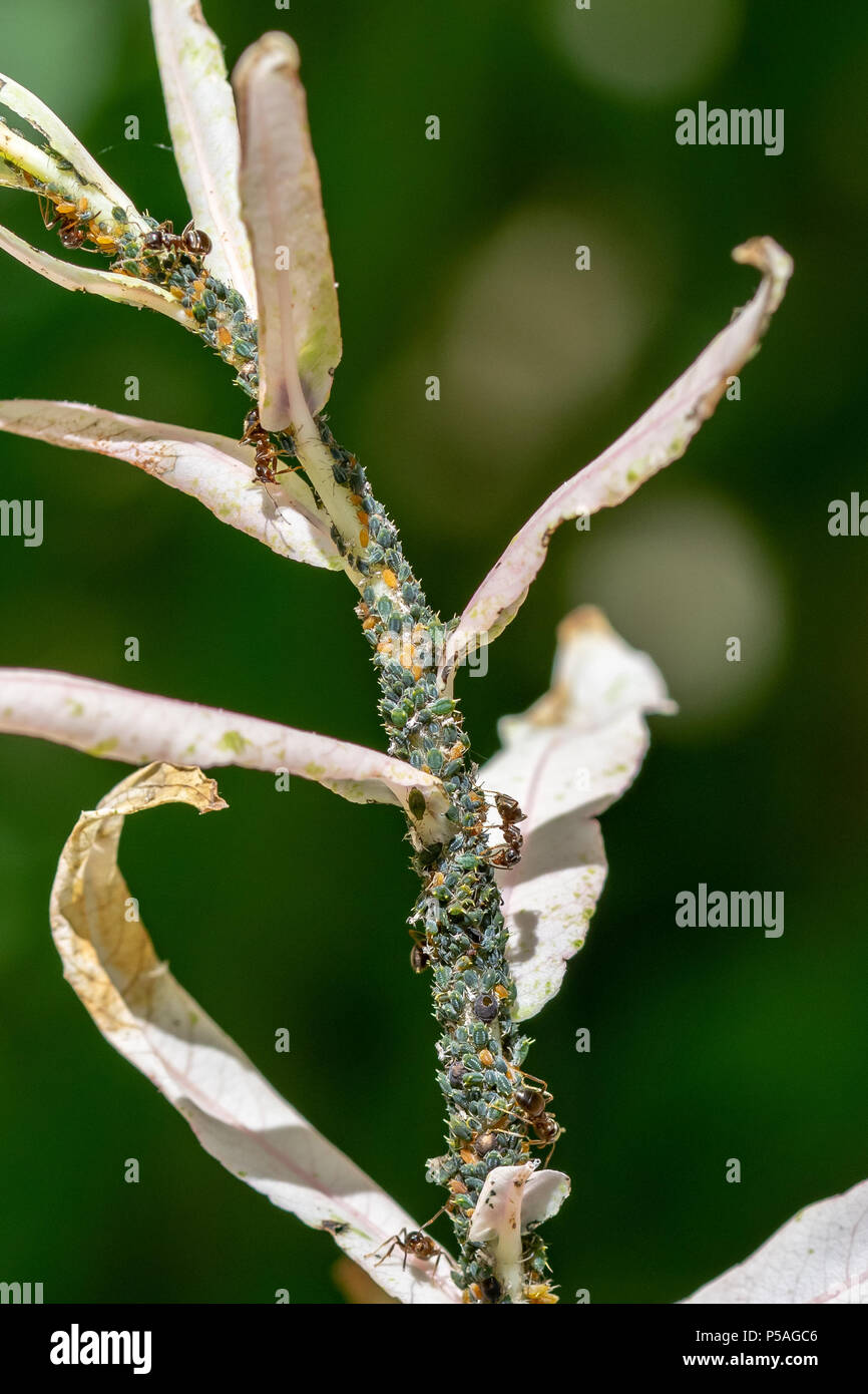 Ants feeding on sugar honeydew from plant stem produced by green aphids ...