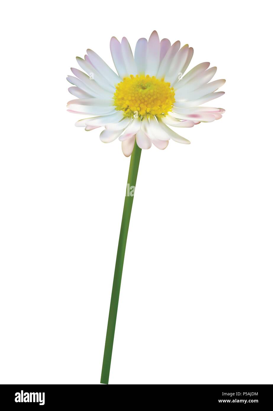 Daisy photo Stock Vector Images - Alamy
