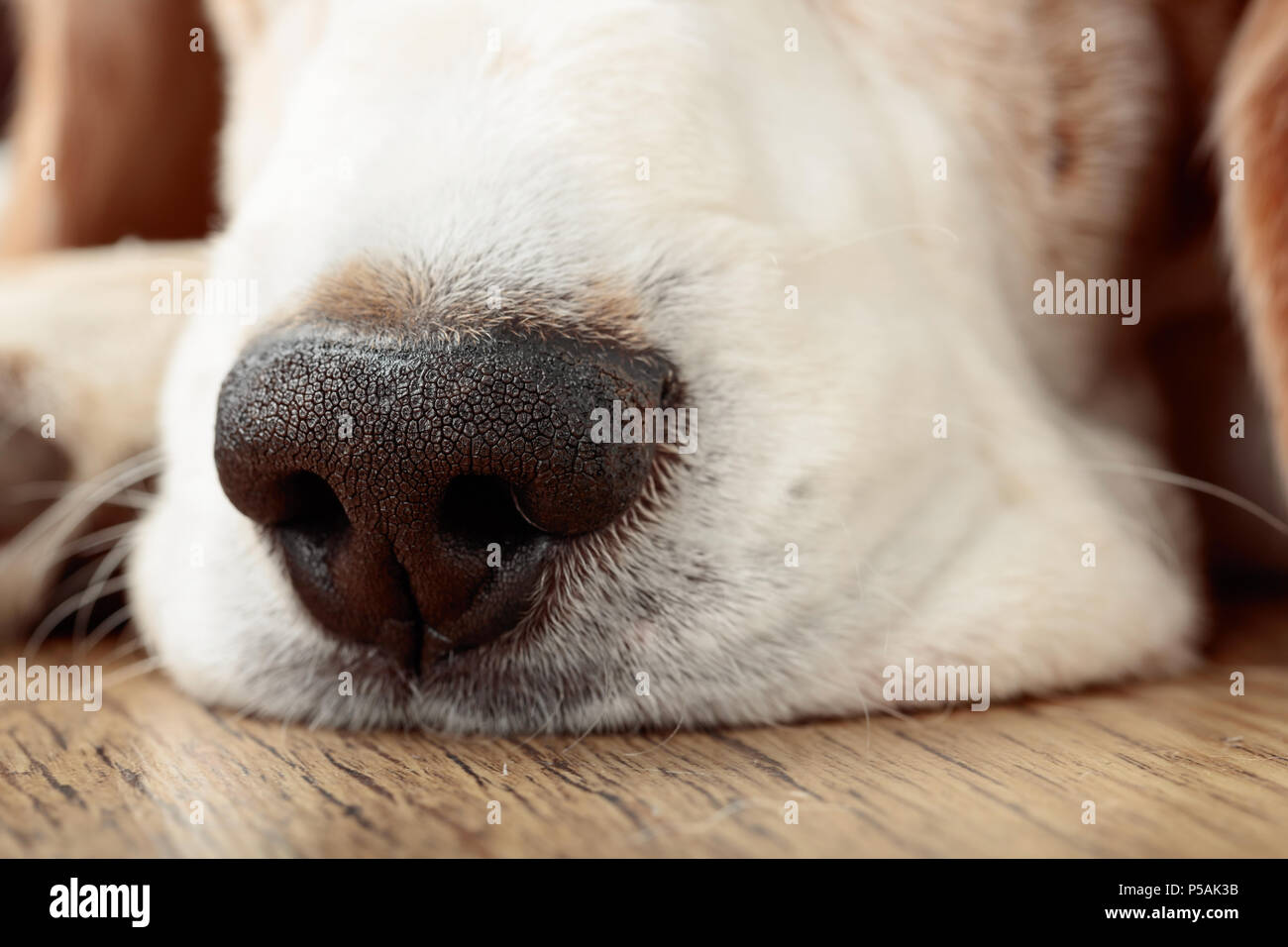 Dog face close up closeup beagle hi-res stock photography and images ...