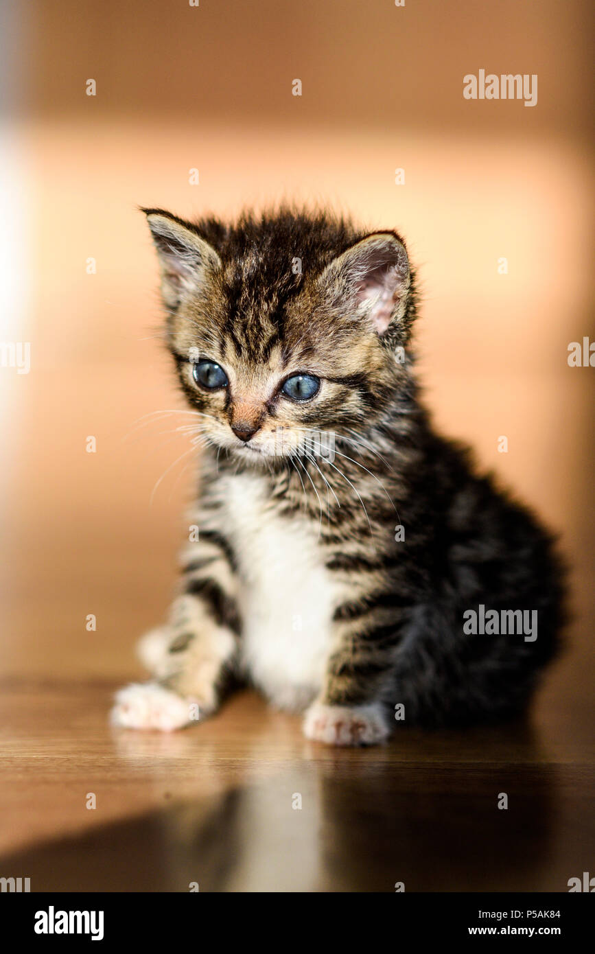 Small sweet tabby kitten.Small sweet tabby kitten Stock Photo - Alamy