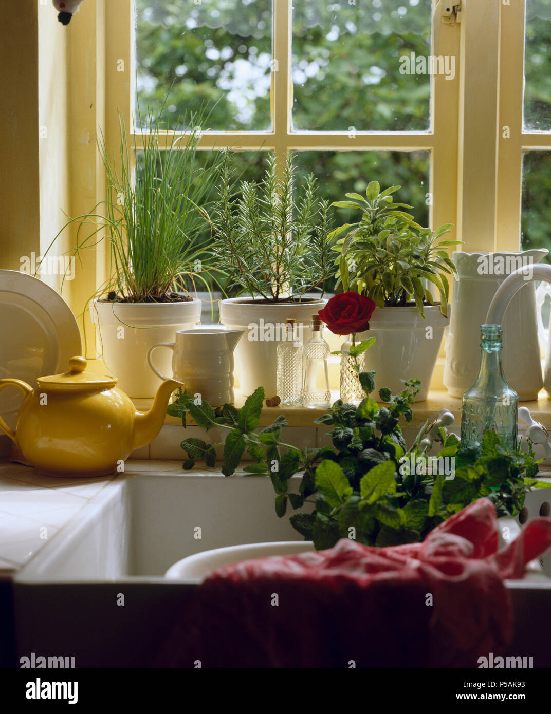 close-up-of-herbs-growing-in-pots-on-window-sill-above-white-ceramic
