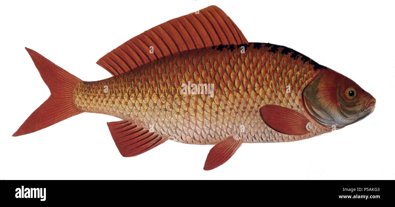 N/A. Carassius auratus . between 1795 and 1797. Krüger 270 Carassius ...