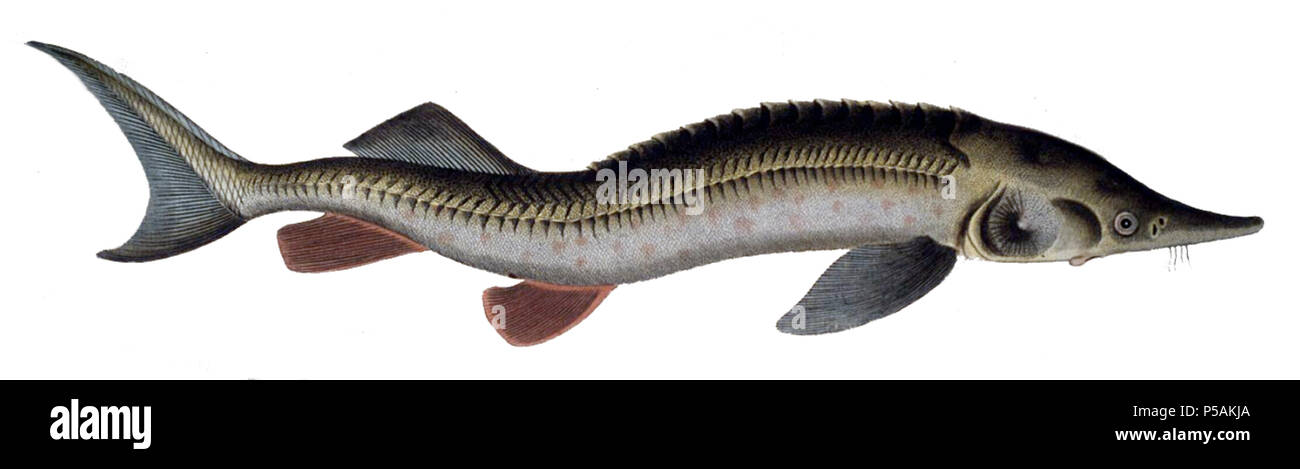 Acipenser ruthenus Cut Out Stock Images & Pictures - Alamy