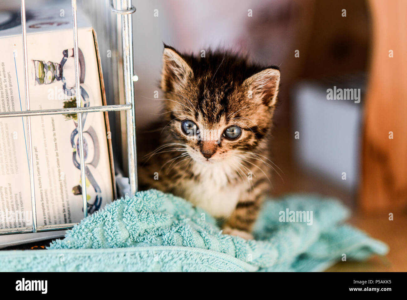 Small sweet tabby kitten.Small sweet tabby kitten Stock Photo - Alamy