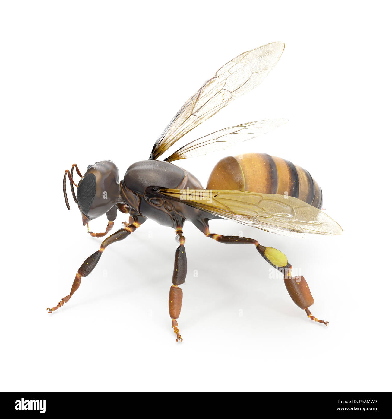 Honey Bee Side View High Resolution Stock Photography and Images - Alamy