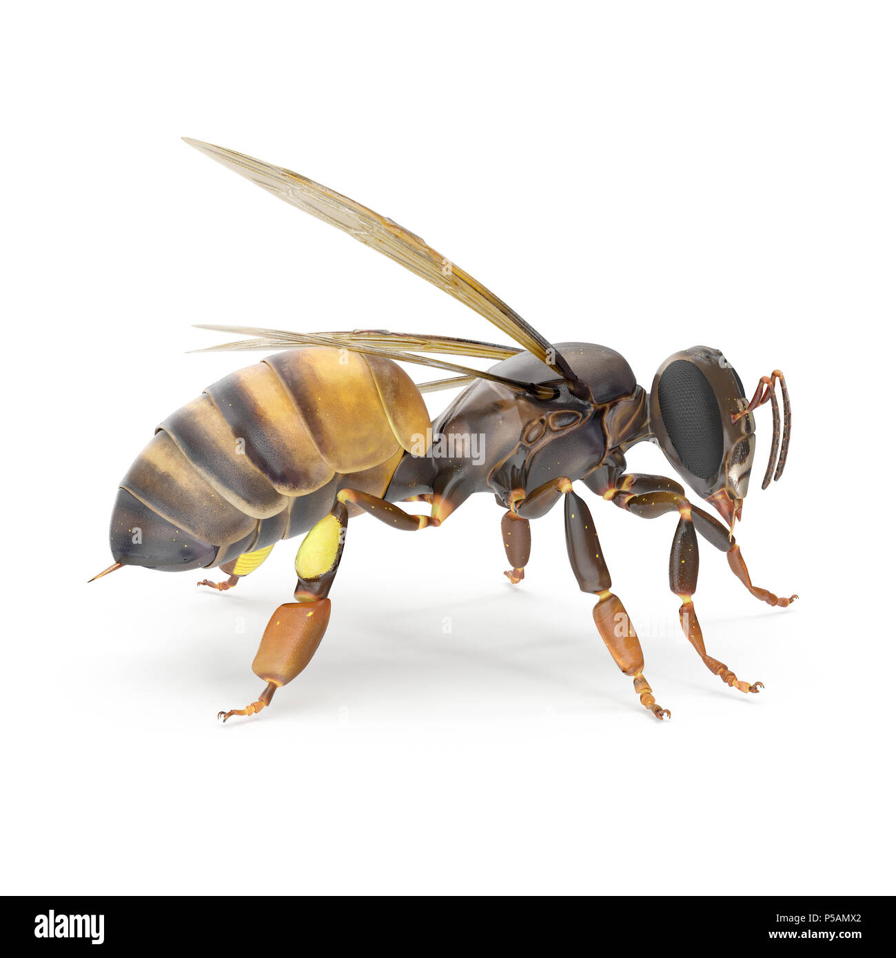 Honey Bee Side View High Resolution Stock Photography and Images - Alamy