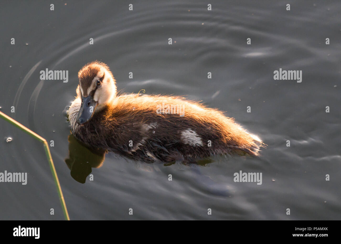Baby duck in the sunshine hi-res stock photography and images - Alamy