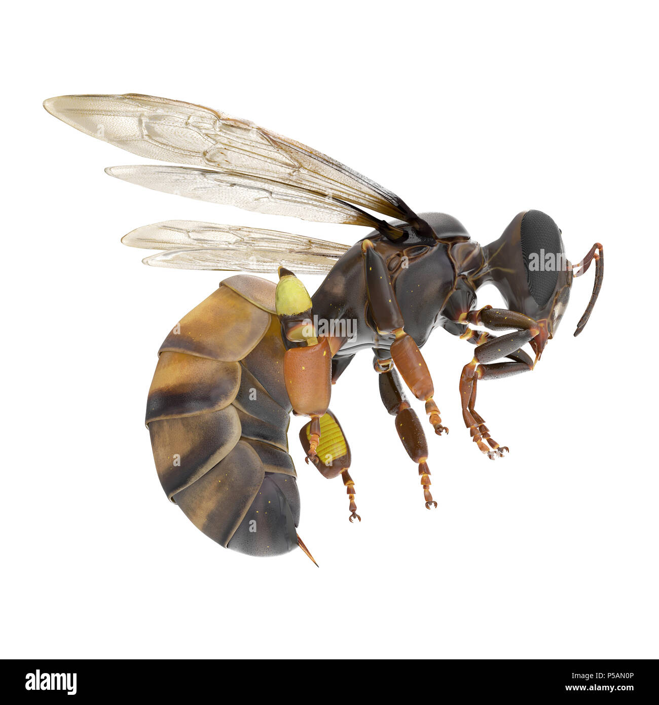 Honeybee side view Cut Out Stock Images & Pictures - Alamy