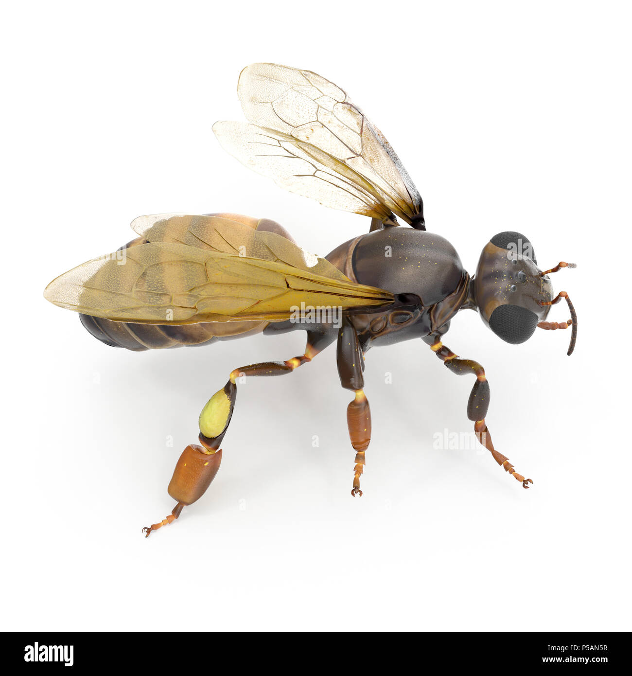 Honey Bee Side View High Resolution Stock Photography and Images - Alamy