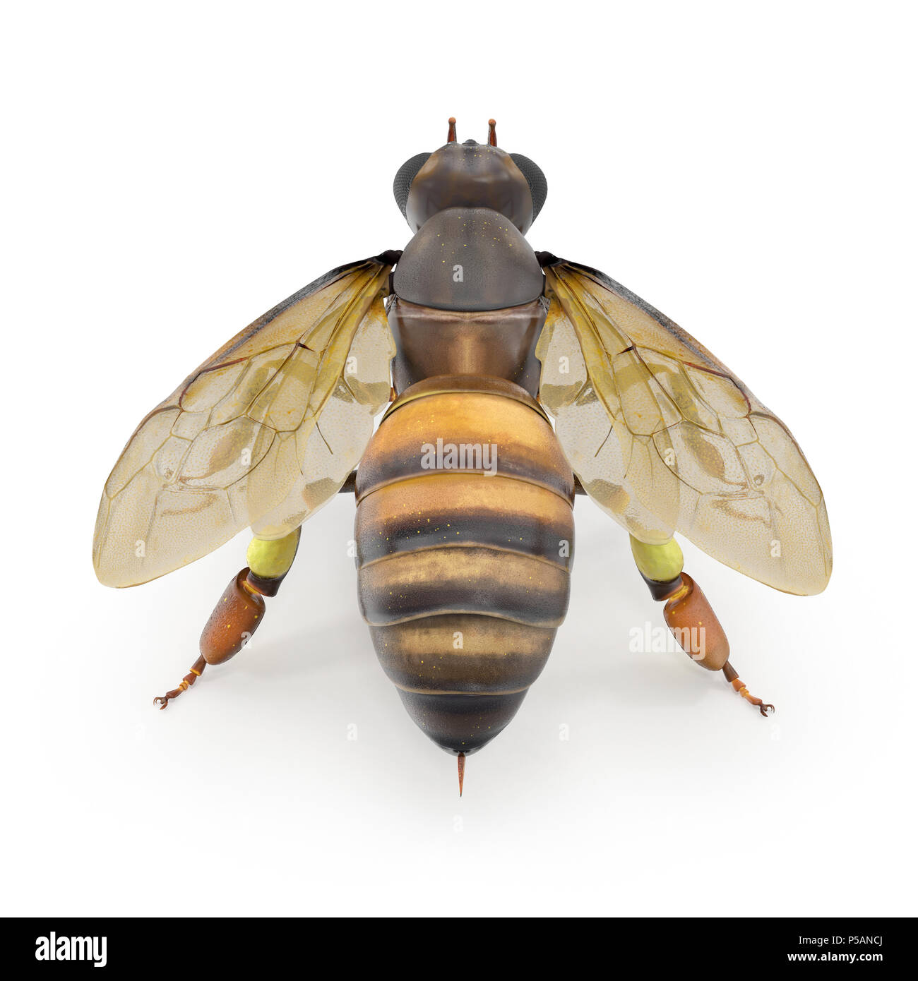 insect honey bee isolated on white. Top view. 3D illustration Stock ...