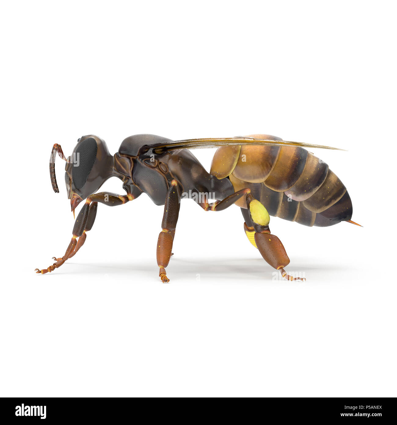 Honey Bee Side View High Resolution Stock Photography and Images - Alamy