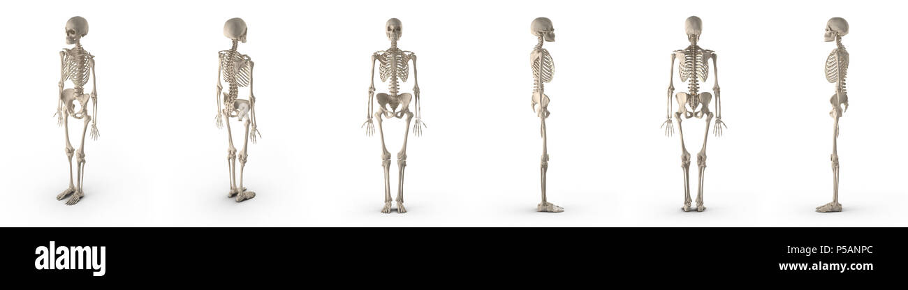 medical accurate female skeleton renders set from different angles on a ...