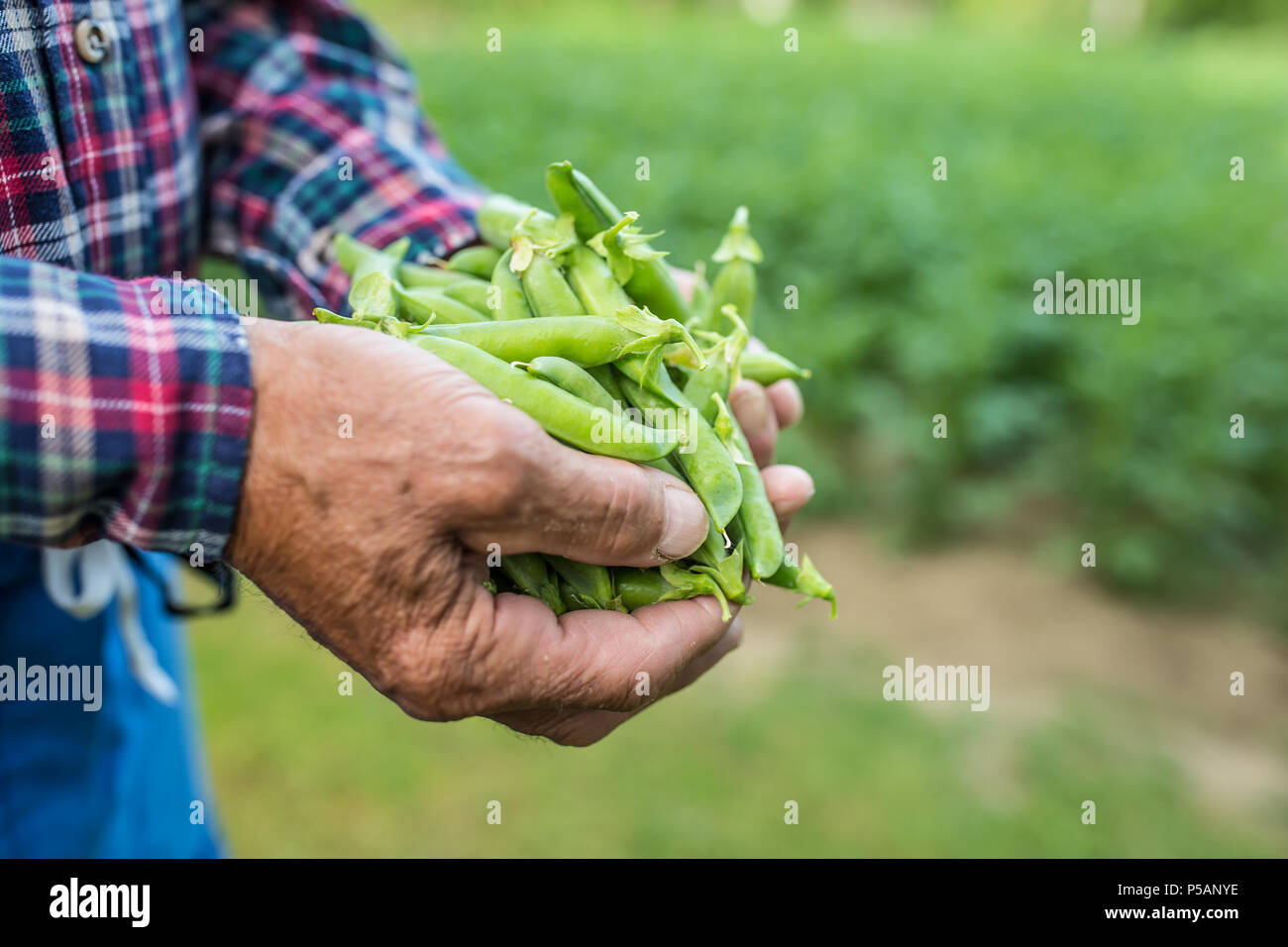 Man holding peas hi-res stock photography and images - Alamy