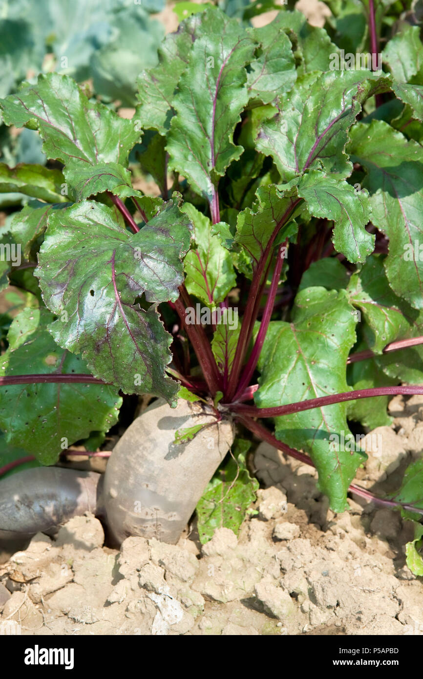 Beetroot head hi-res stock photography and images - Alamy