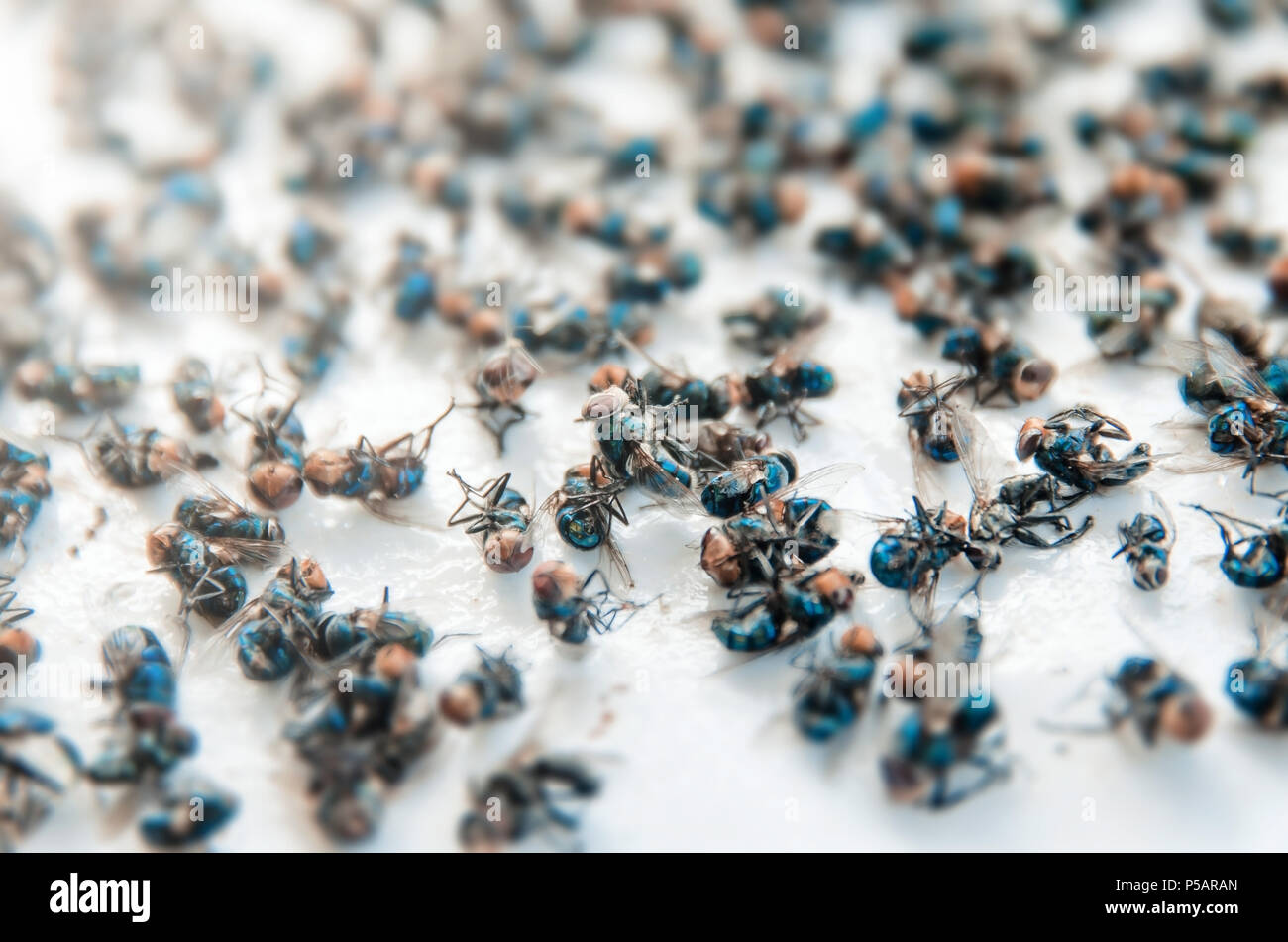 Close up of Many fly on the white background, Dirty insect and dead fly ...
