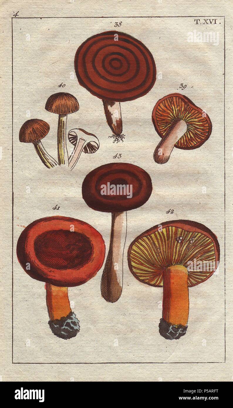 Boletus aureus hi-res stock photography and images - Alamy