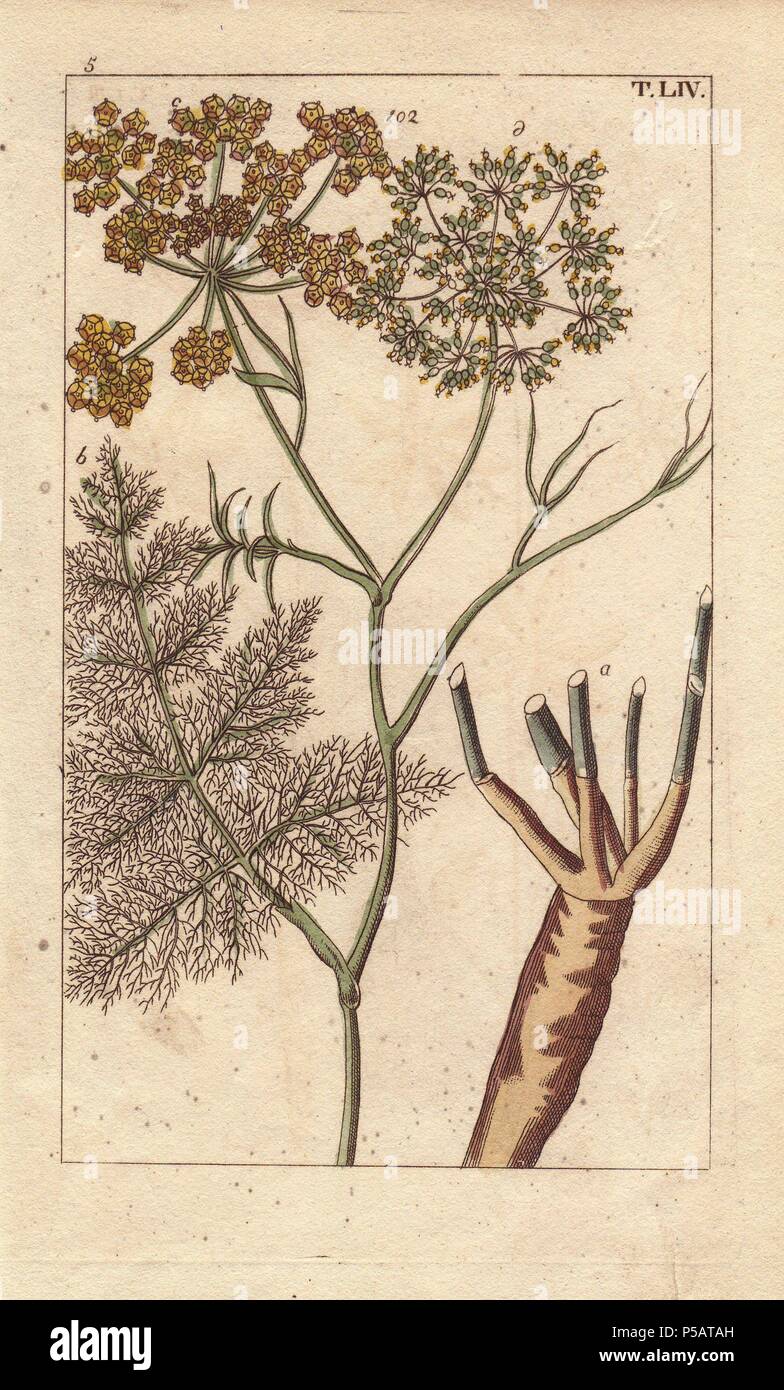 Fennel plant with flower, leaves, root, Foeniculum vulgare. Handcolored ...