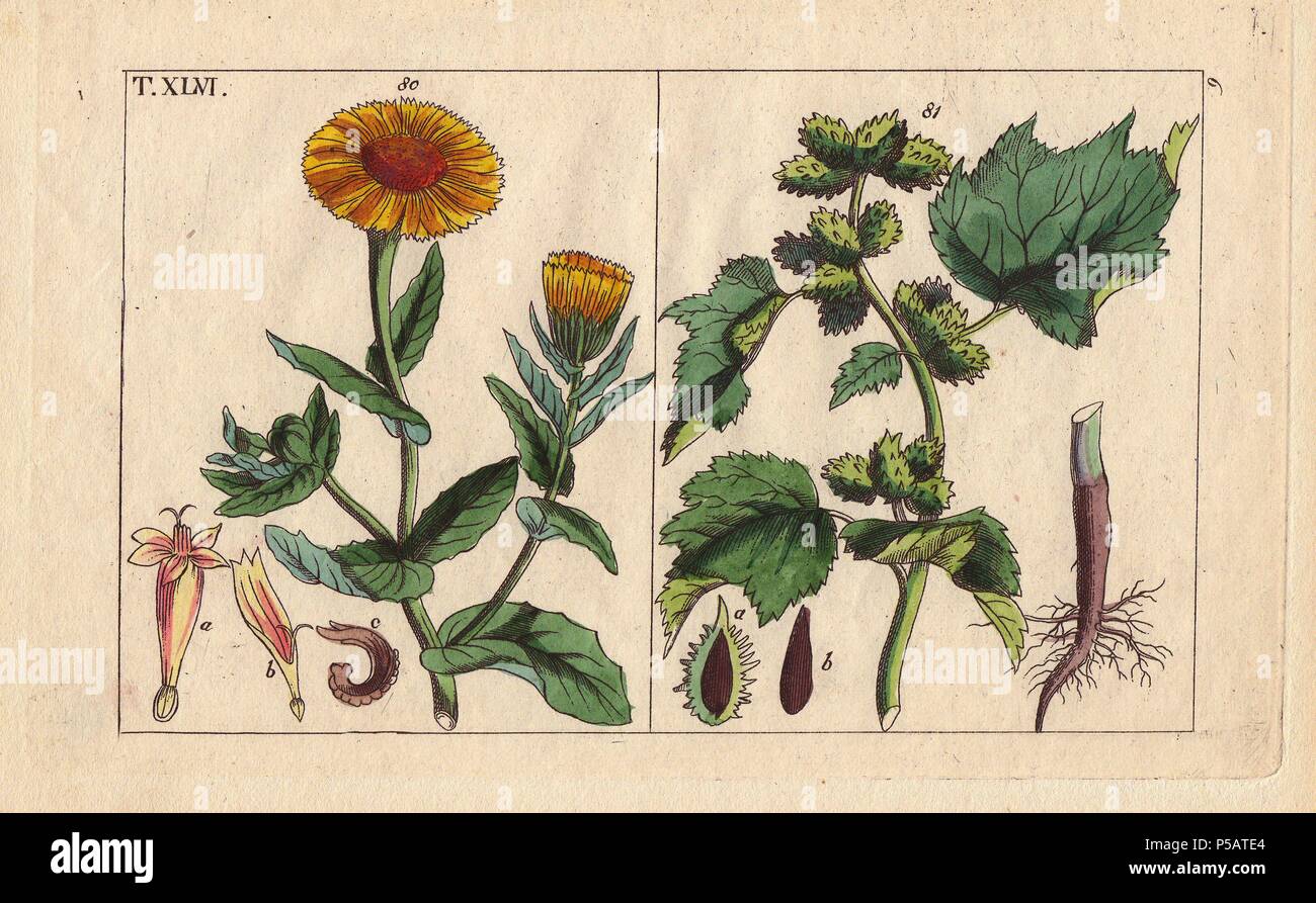 Calendula Botanical Drawing