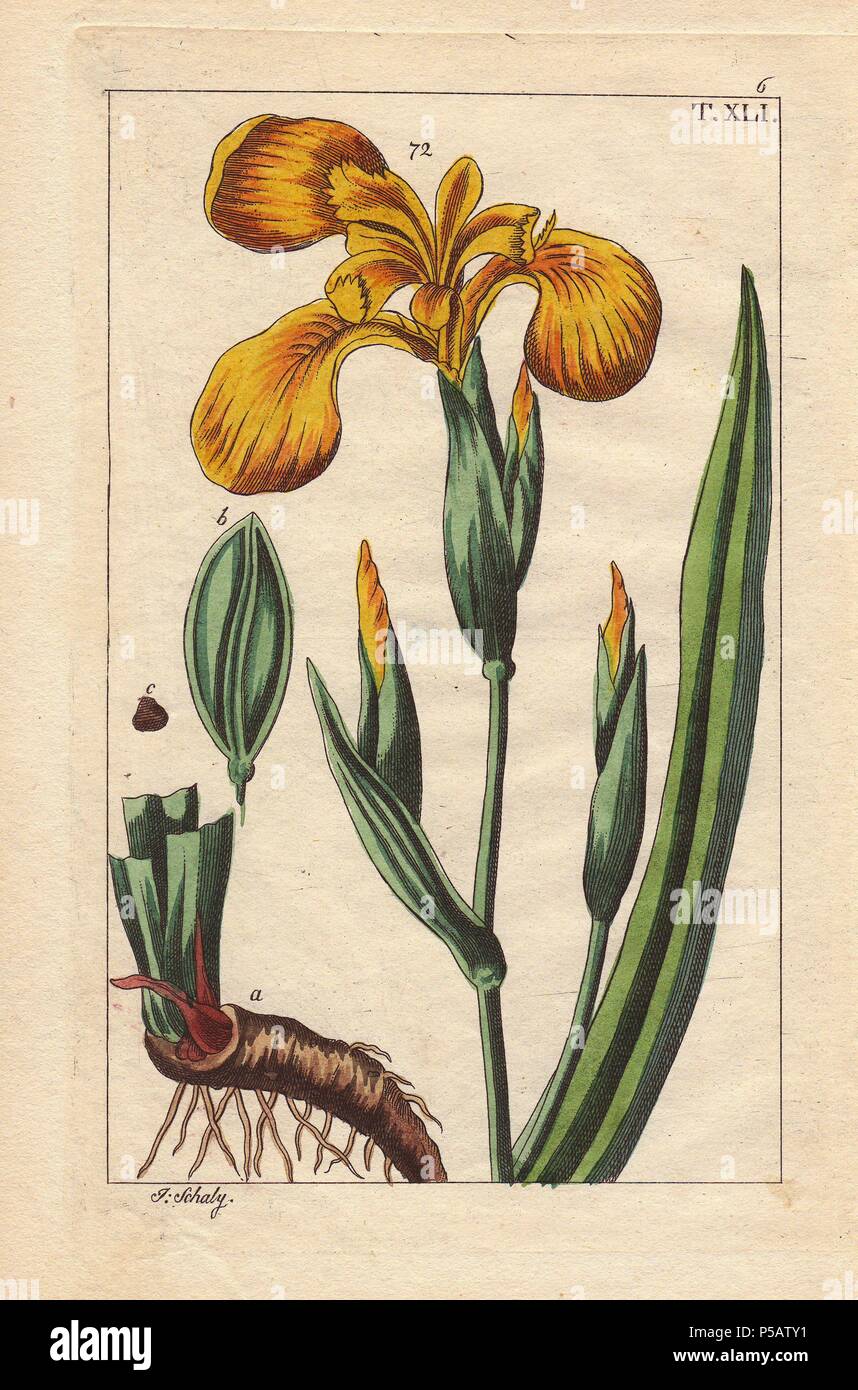 iris pseudacorus illustration