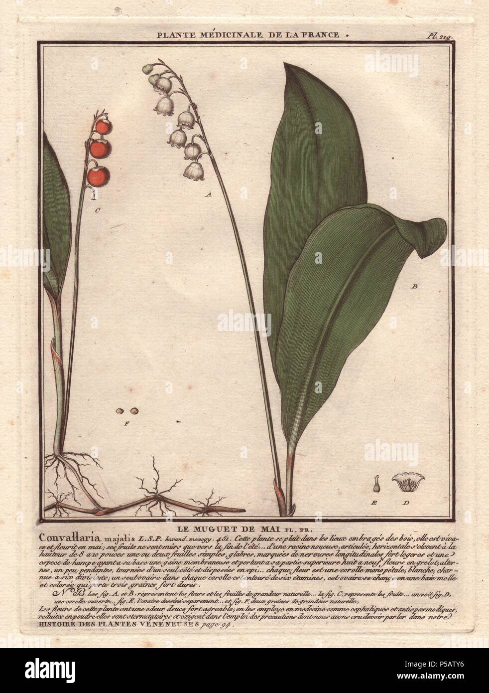 Lily of the valley. . Le muguet de Mai (Convallaria majalis). . French ...